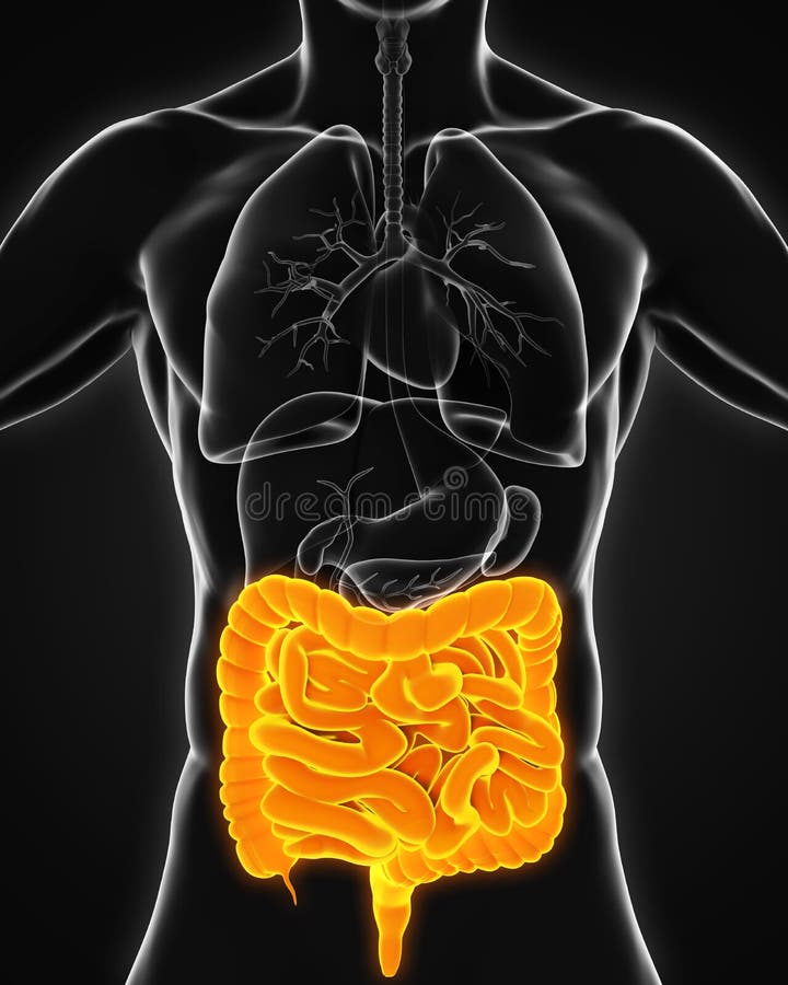 Anatomía Del Intestino. Infografía Del Intestino Del Sistema Digestivo ...