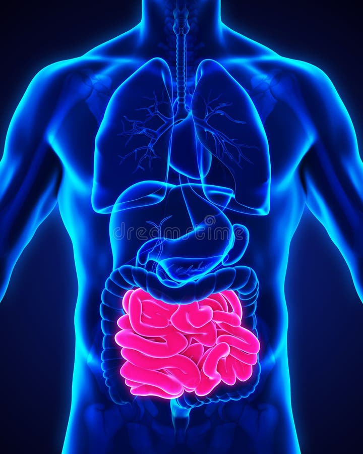 Anatomía Del Intestino. Infografía Del Intestino Del Sistema Digestivo ...