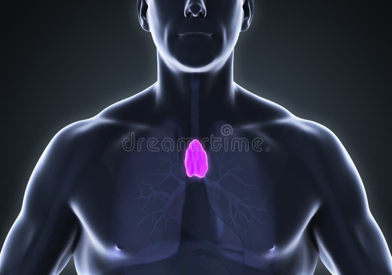 Anatomía humana del timo stock de ilustración. Ilustración de linfa ...