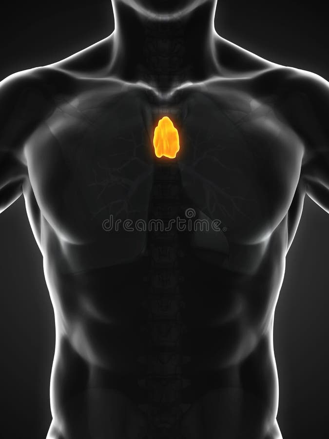 Anatomía De La Glándula De Timo Ilustración del Vector - Ilustración de ...