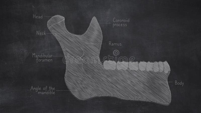 Anatomía Humana Mandíbula Dibujada En Pizarra Imagen de archivo ...