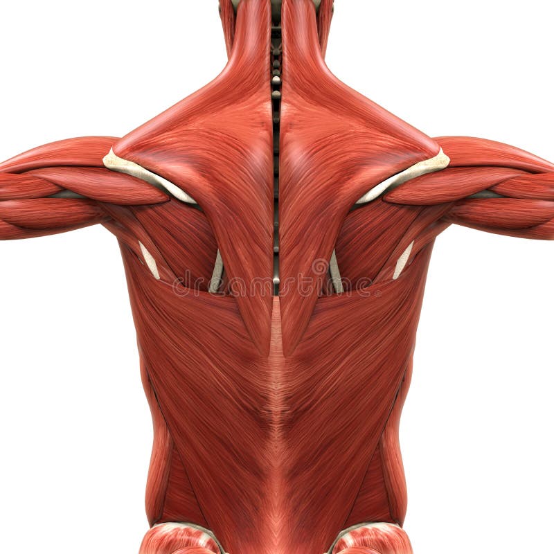 La musculatura humana stock de ilustración. Ilustración de hombre ...