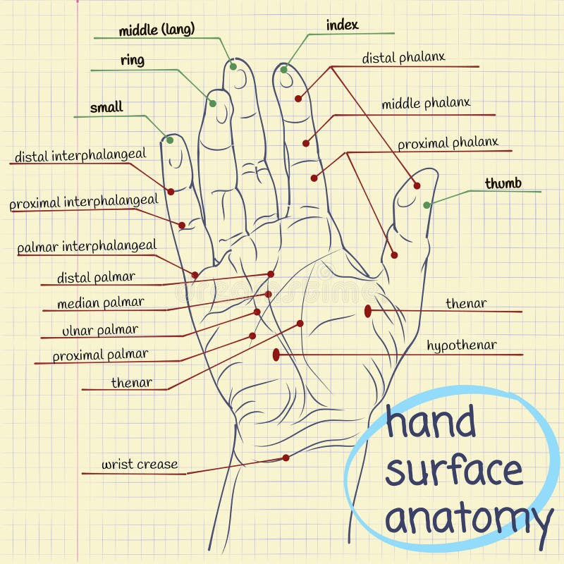 Anatomía Superficial De La Mano Ilustración del Vector - Ilustración de ...