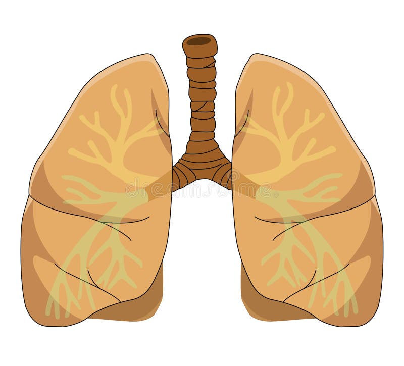 Lungans anatomi vektor illustrationer. Illustration av anatomisk - 49072878