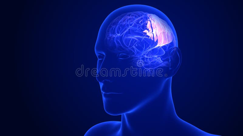 Anatomia Cerebrale Lobi Parietali Lobi 3d Rendering Illustrazione di ...