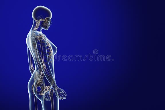 Anatomia Dei Raggi X Sull'azzurro Illustrazione di Stock ...