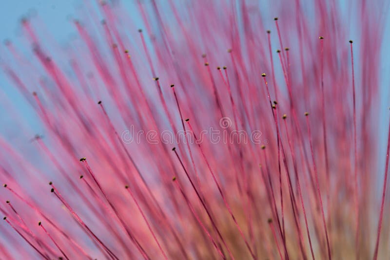 Anatomia del fiore fotografia stock. Immagine di pianta - 31354024