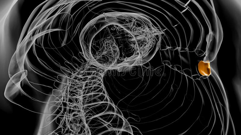 Anatomia Del Processo Di Xifoide Dello Scheletro Umano 3d Illustrazione ...