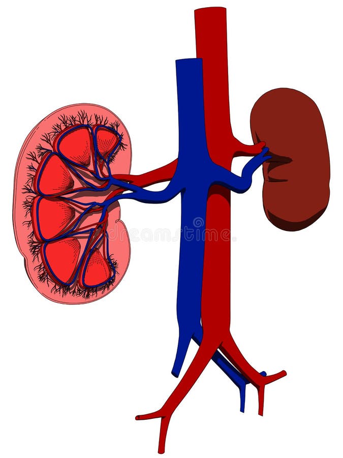 Anatomia Di Nefrone Del Rene, Schema Del Diagramma Dell'illustrazione ...