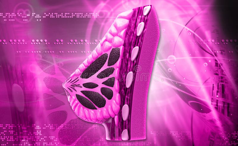 Anatomia del seno illustrazione di stock. Illustrazione di ragazza ...