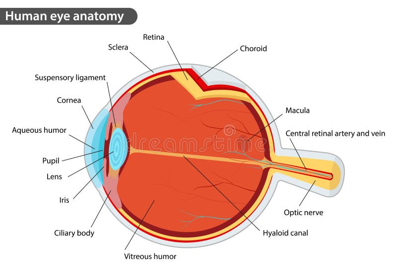 Anatomia dell'occhio umano illustrazione vettoriale. Illustrazione di ...