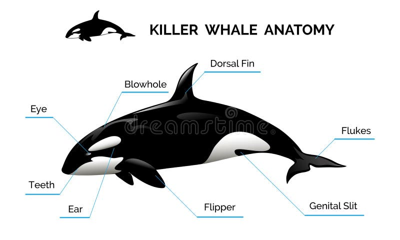 Anatomia dell'Orca illustrazione vettoriale. Illustrazione di marino ...