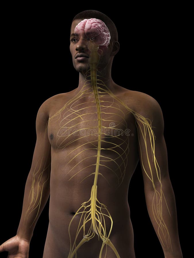 Anatomia dell'uomo - nervi illustrazione di stock. Illustrazione di ...