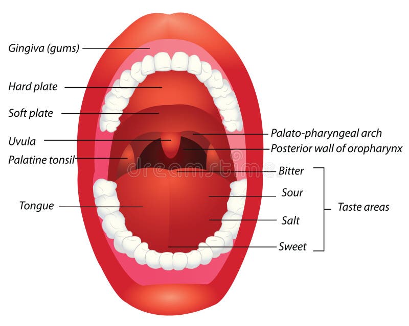 Anatomia della bocca illustrazione vettoriale. Illustrazione di ...