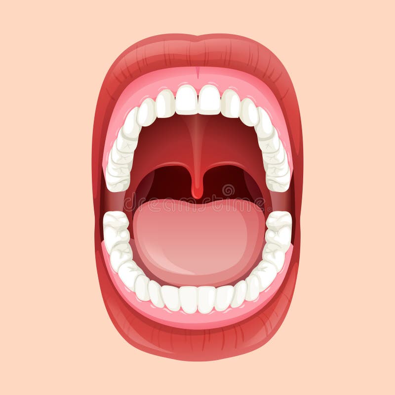 Anatomia umana della bocca illustrazione vettoriale. Illustrazione di ...