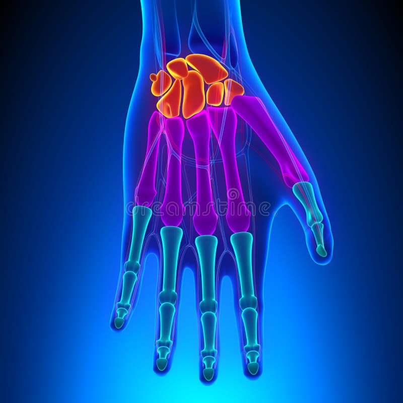 Ossa Dell'anatomia Del Polso E Della Mano Illustrazione Vettoriale ...