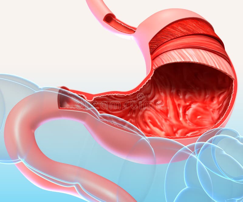 Anatomia Dello Stomaco Del Maschio Con L'ente Completo Illustrazione di ...