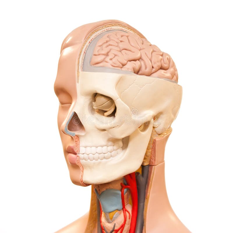 Anatomia della testa umana immagine stock. Immagine di testa - 24255283