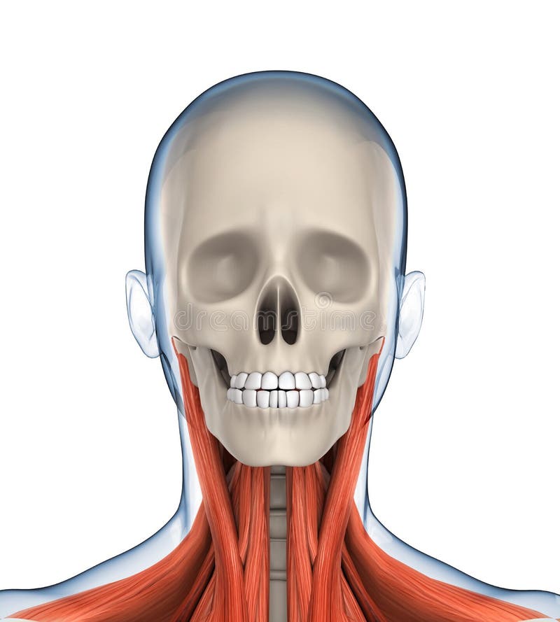 Anatomia della testa umana illustrazione di stock. Illustrazione di ...