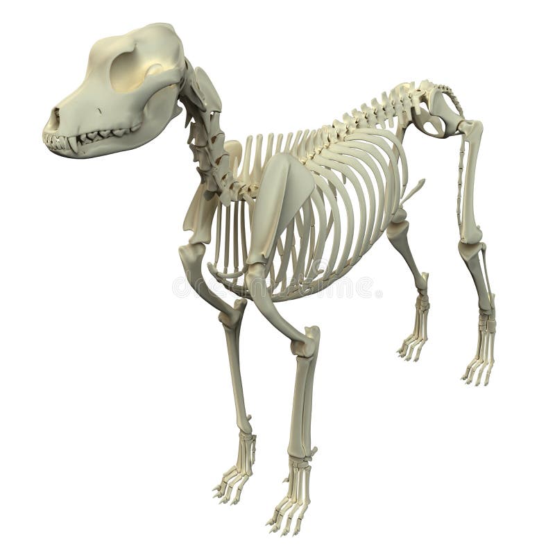 Anatomia Di Scheletro Del Cane - Anatomia Di Uno Scheletro Maschio Del ...