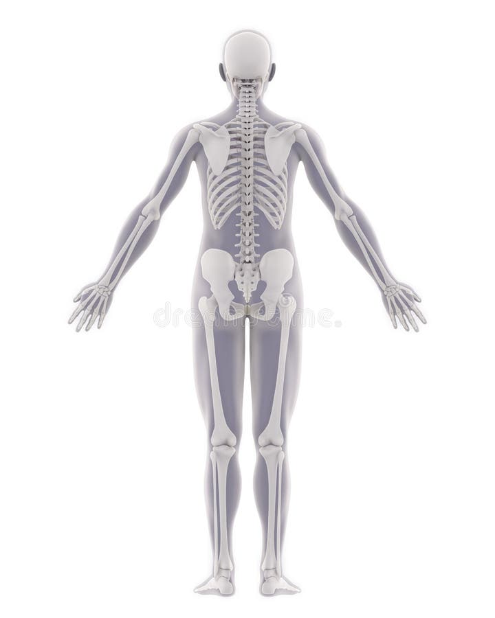 Anatomia Umana Del Muscolo E Dello Scheletro Illustrazione di Stock ...