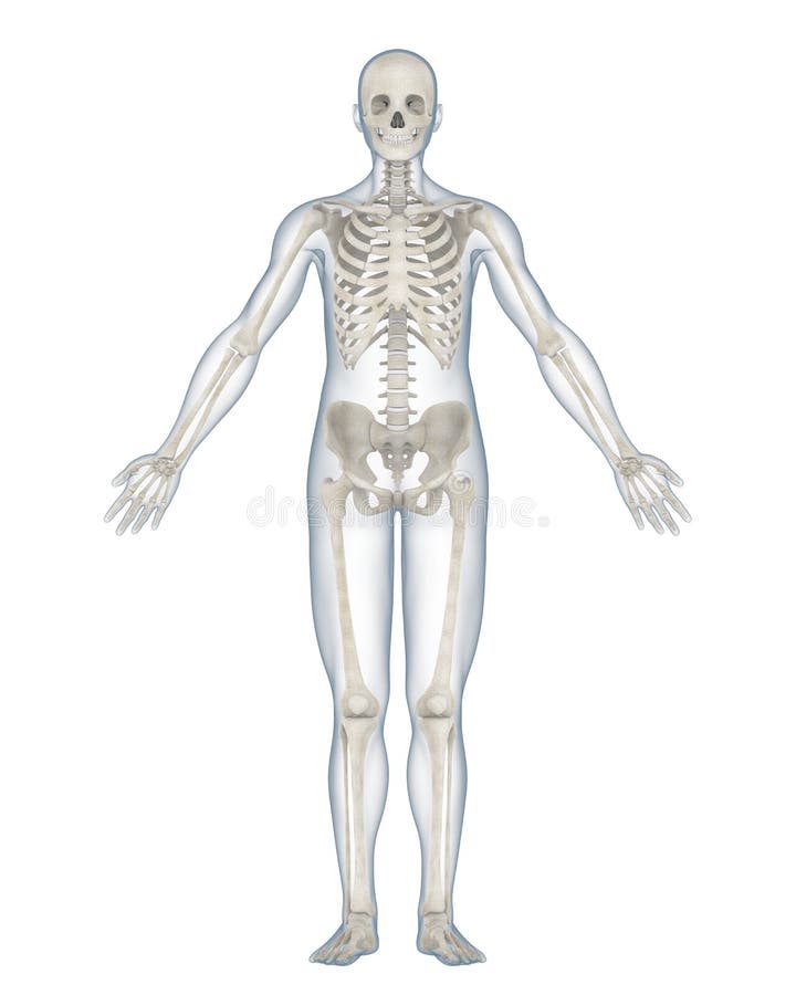 Anatomia Dell Uomo Con Lo Scheletro Illustrazioni, Vettoriali E Clipart ...