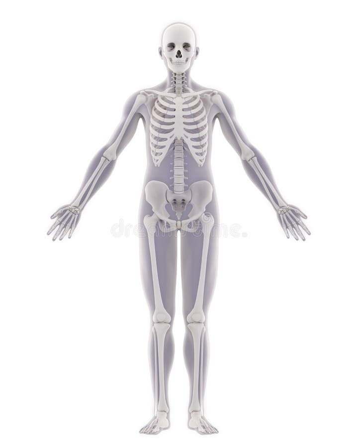 Anatomia Di Scheletro Umana Isolata Illustrazione di Stock ...