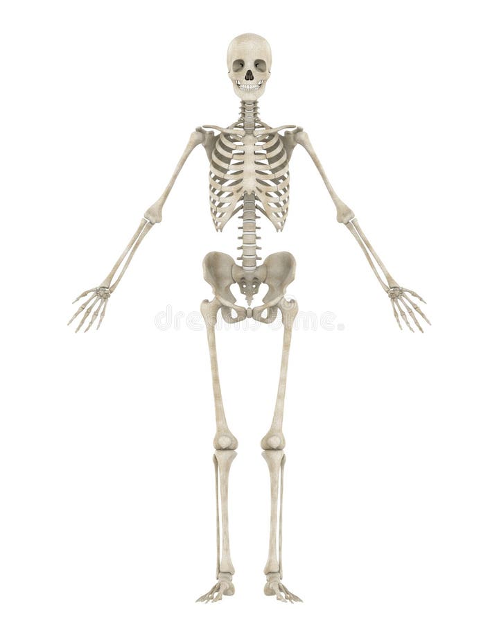 Anatomia Umana Del Muscolo E Dello Scheletro Isolata Illustrazione di ...