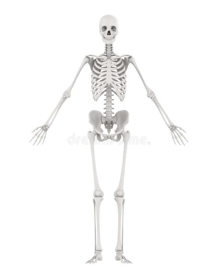 Anatomia Di Scheletro Umana Isolata Illustrazione di Stock ...