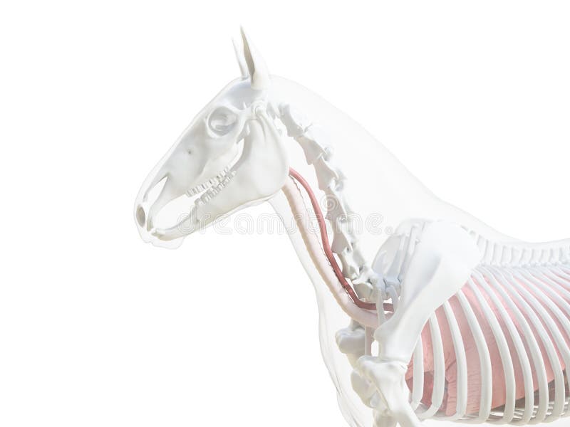 Esôfago Do Cavalo - Anatomia Do Equus Do Cavalo - Isolado No Branco ...