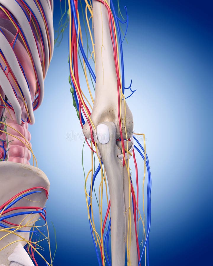 Anatomia Do Cotovelo - Ossos Da Anatomia Ilustração Stock - Ilustração ...