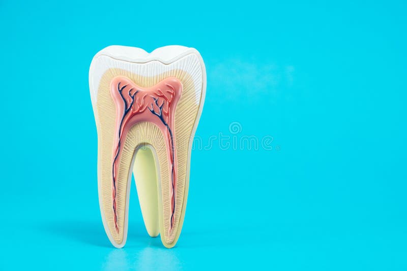 Anatomia do dente imagem de stock. Imagem de osso, coroa - 127432591