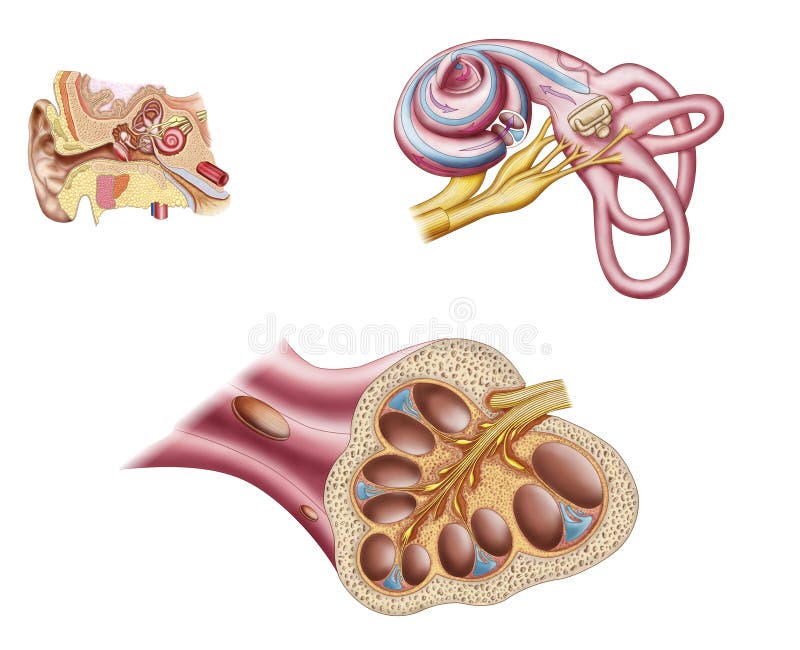 Anatomia Do Duto Coclear No Ouvido Humano. Ilustração Stock ...