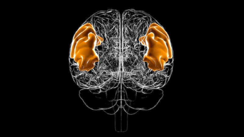 Anatomia Do Giro Fusiforme Cerebral Para O Conceito Médico 3d ...