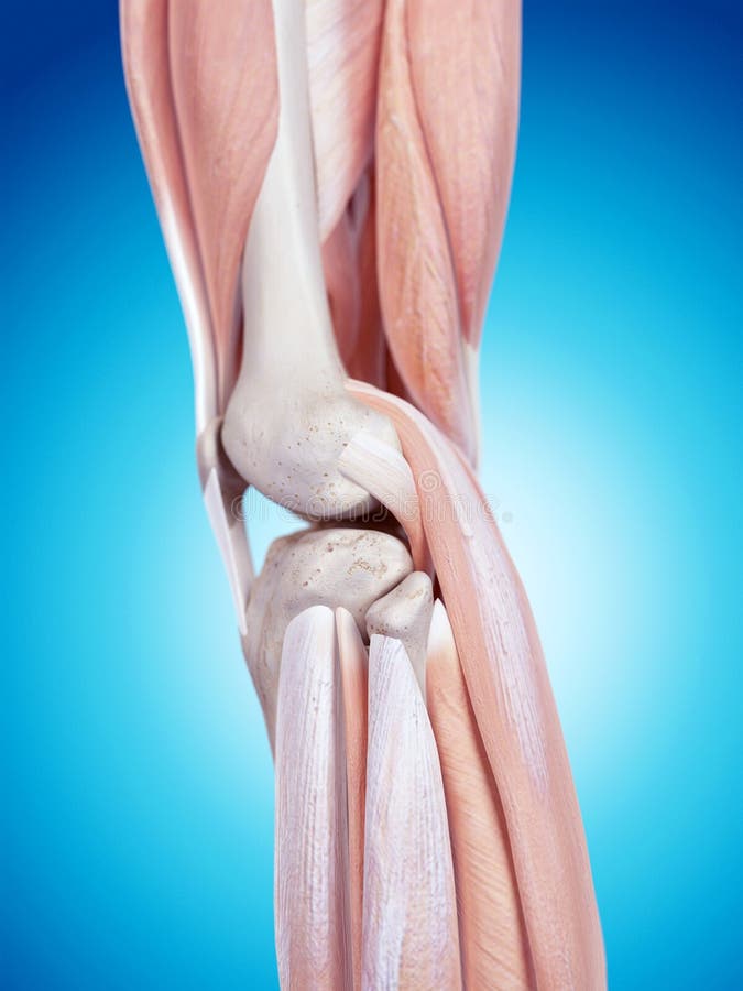 A anatomia do joelho ilustração stock. Ilustração de joelho - 57248478