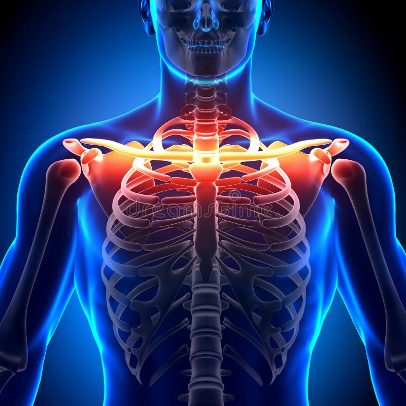 Anatomia Do Osso Da Clavícula - Ossos Da Anatomia Ilustração Stock ...