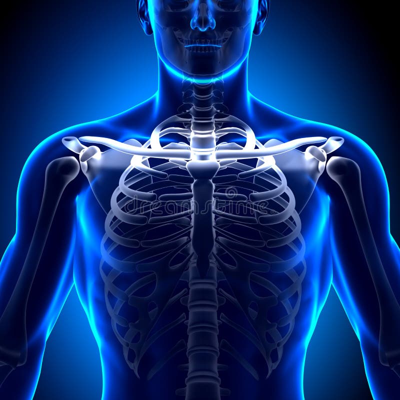 Anatomia Do Osso Da Clavícula - Ossos Da Anatomia Ilustração Stock ...