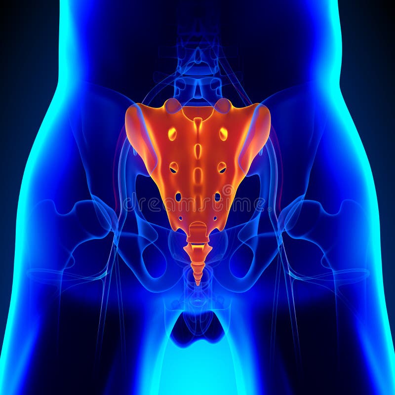 Anatomia Do Osso Do Cóccix Do Sacro Com Sistema De Ciculatory ...