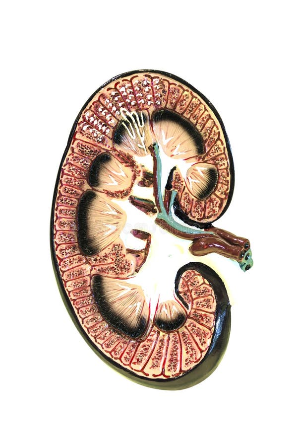 Anatomia do rim imagem de stock. Imagem de anatomia, corpo - 34867703