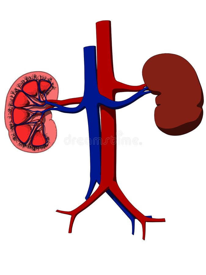 Anatomia Do Rim Fotos de Stock Royalty Free - Imagem: 9580998