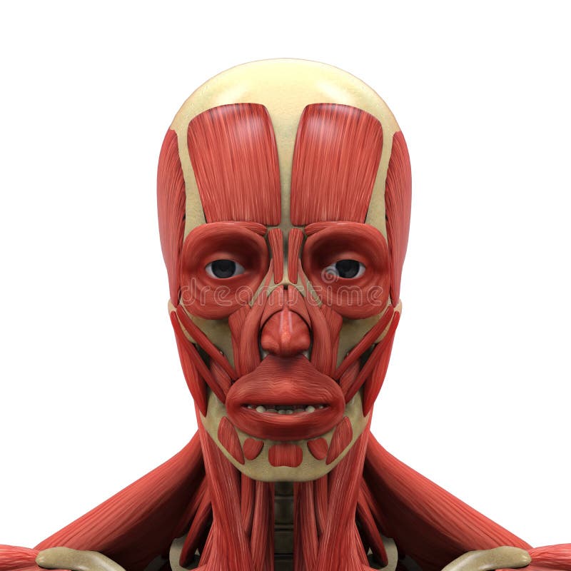 Anatomia do rosto humano ilustração stock. Ilustração de homem - 32792212