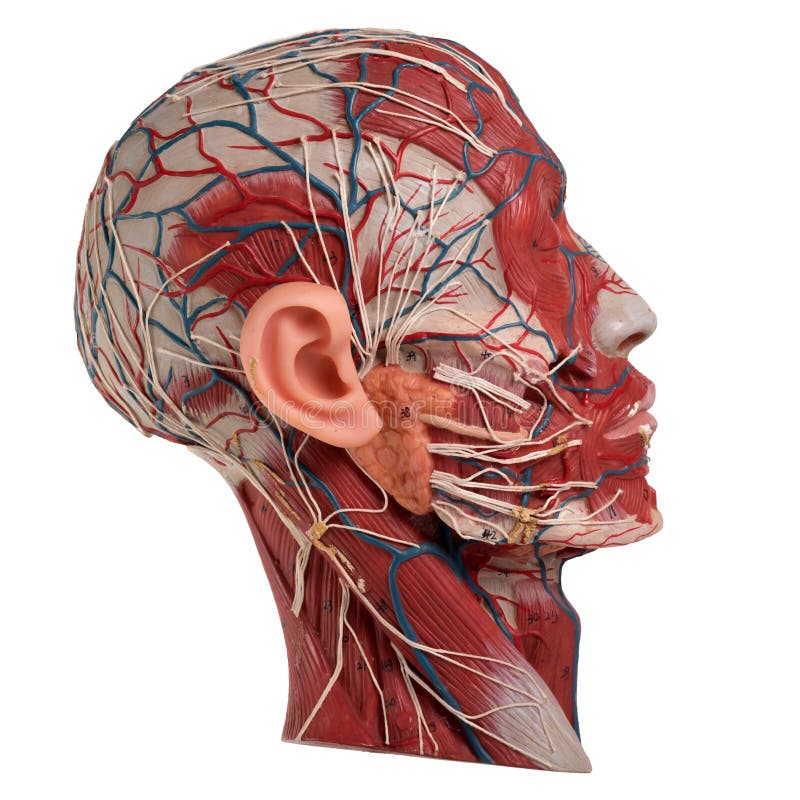 Anatomia Do Rosto Humano Músculos Da Face: Aula Prática Com Wedson