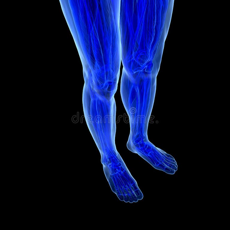 Anatomia dos pés humanos ilustração stock. Ilustração de interno - 32191209