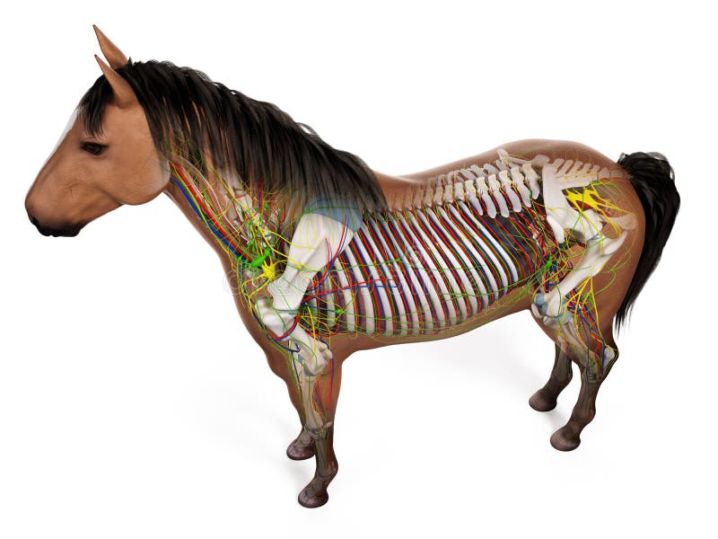 Anatomia equina ilustração stock. Ilustração de espinha - 158795840