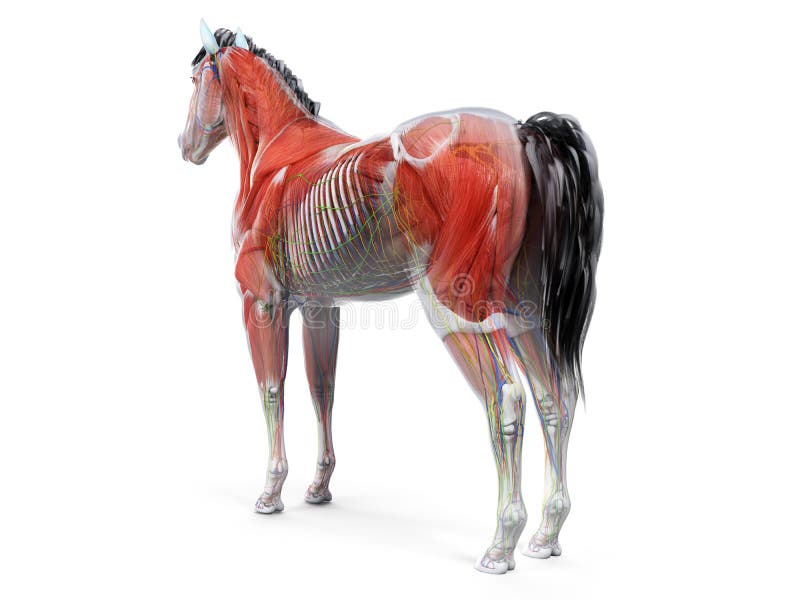 Anatomia equina ilustração stock. Ilustração de vertebral - 158796173