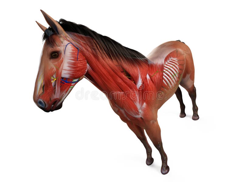 Anatomia equina ilustração stock. Ilustração de branco - 158795840