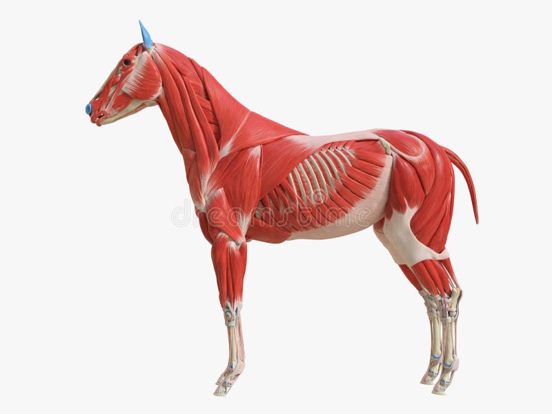 A Anatomia Equino Do Músculo - Deltoideus Ilustração Stock - Ilustração ...