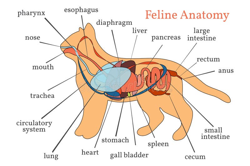 Anatomia Felino 1 Doméstico Ilustração Stock - Ilustração de anatomia ...