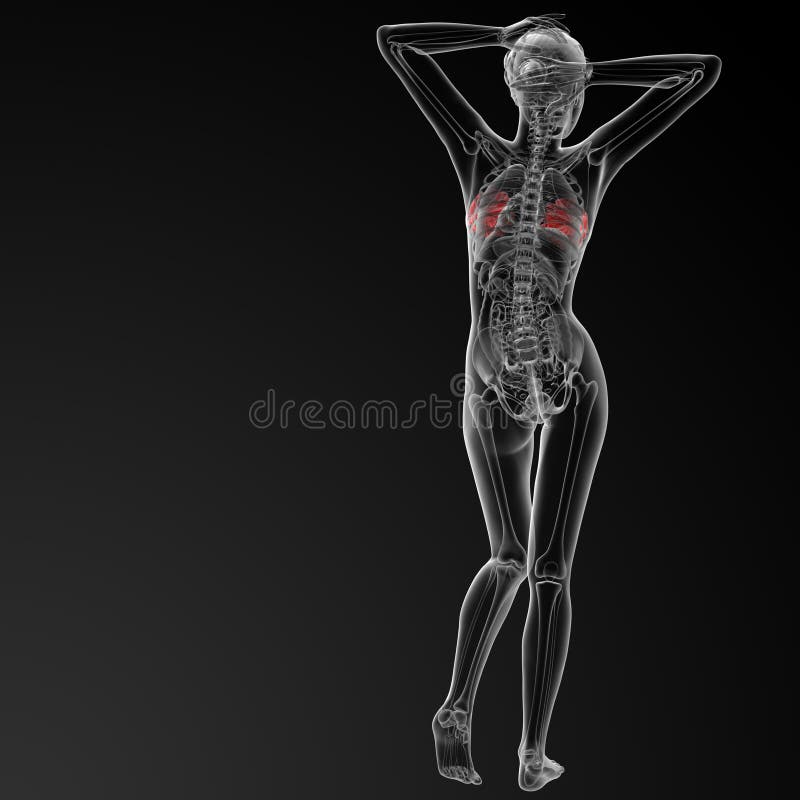 Anatomia Femminile Del Seno Illustrazione di Stock - Illustrazione di ...