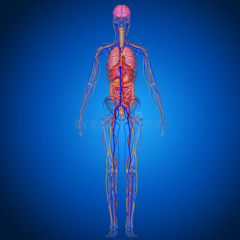 Anatomia humana ilustração stock. Ilustração de ossos - 50032930